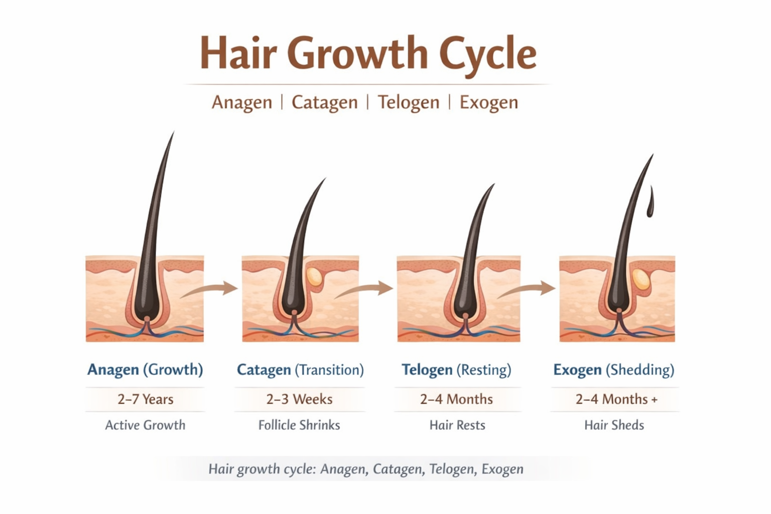 Hair Growth Cycle Explained 4 Stages Timeline Diagram hair-growth-cycle-explained-4-stages-timeline-diagram